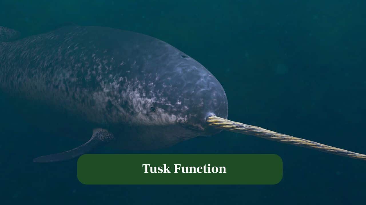 Why Narwhals are called the "unicorns of the sea"?