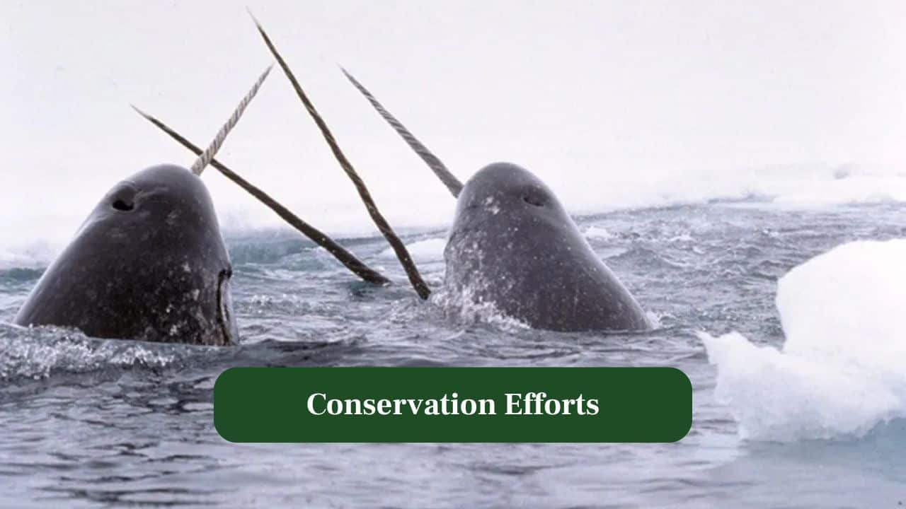 Why Narwhals are called the "unicorns of the sea"? | Moneycontrol News