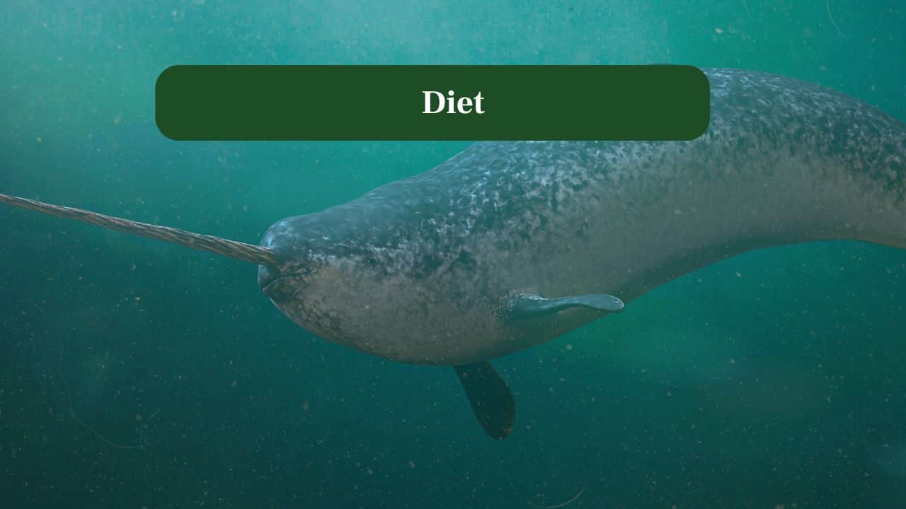 Why Narwhals are called the "unicorns of the sea"? | Moneycontrol News
