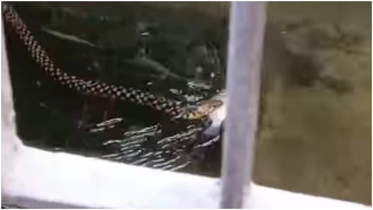 Snake with fish in mouth swims through flooded Kolkata street. Video ...