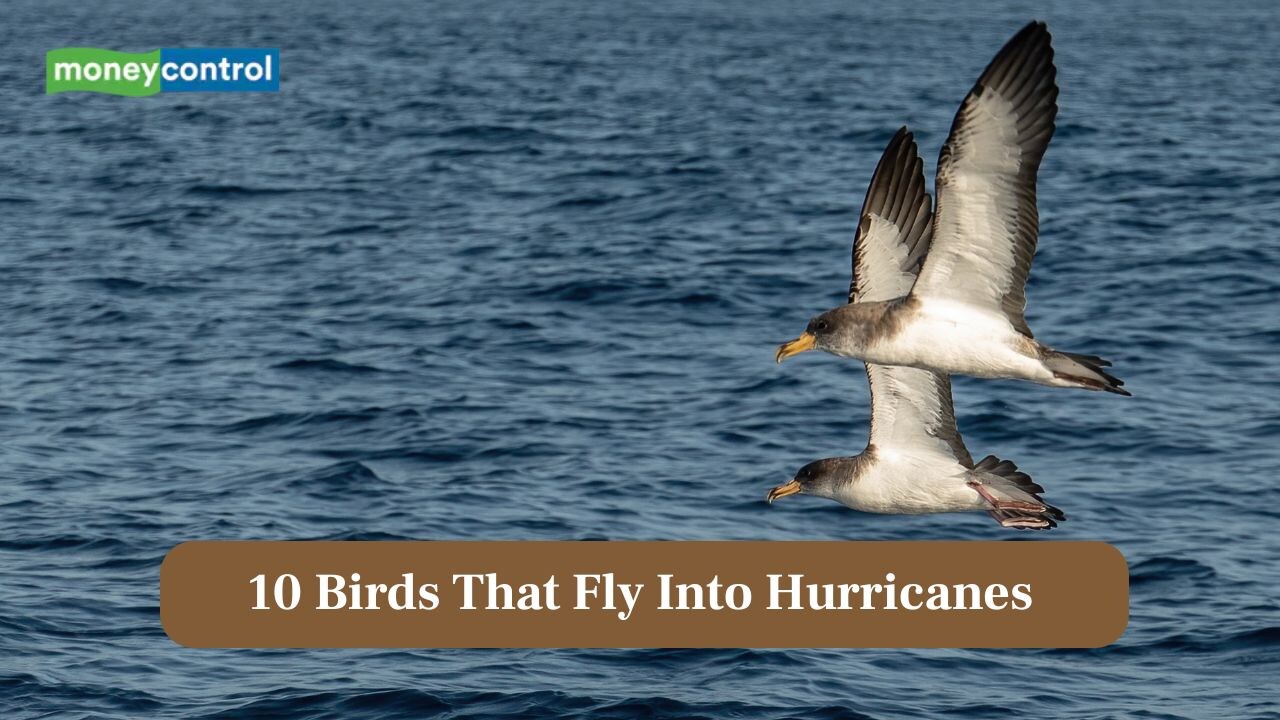 10 birds that fly into hurricanes | Moneycontrol News