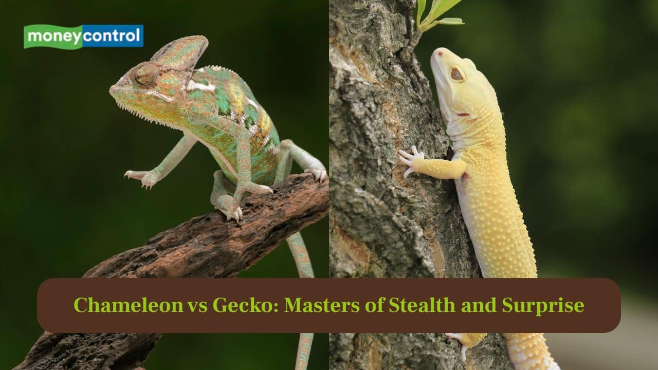 Chameleon vs Gecko: Masters of Stealth and Surprise