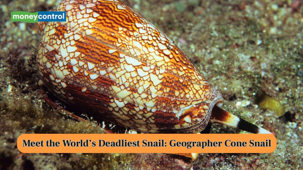 Meet Geographic Cone: The deadliest snail in the world that can kill a ...