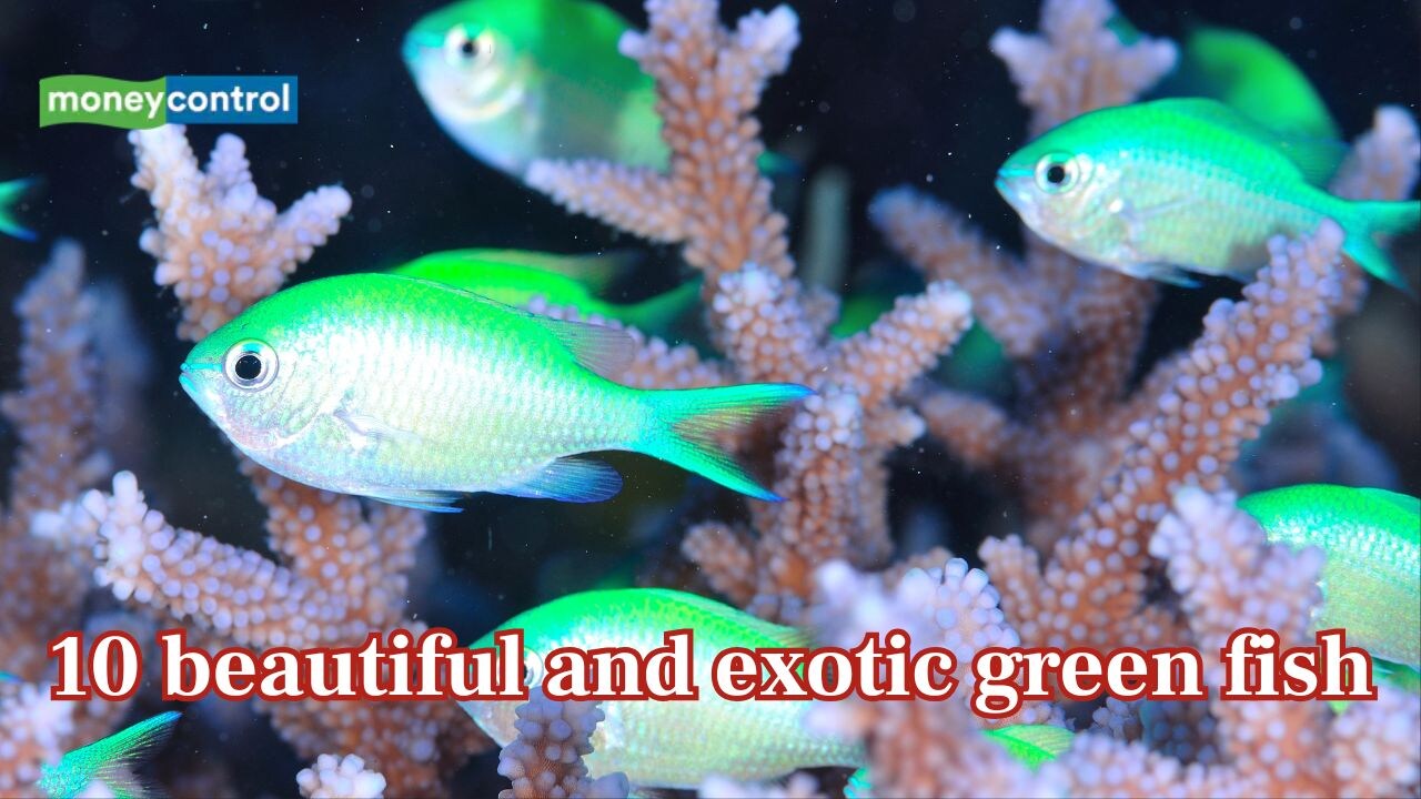 Top 8 most beautiful and exotic green fish in the World | Moneycontrol News