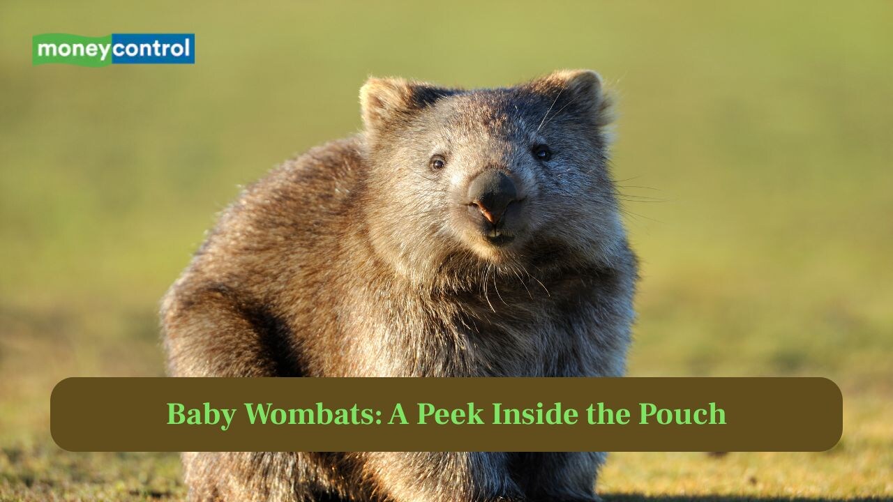 Baby Wombats: A Peek Inside the Pouch | Moneycontrol News