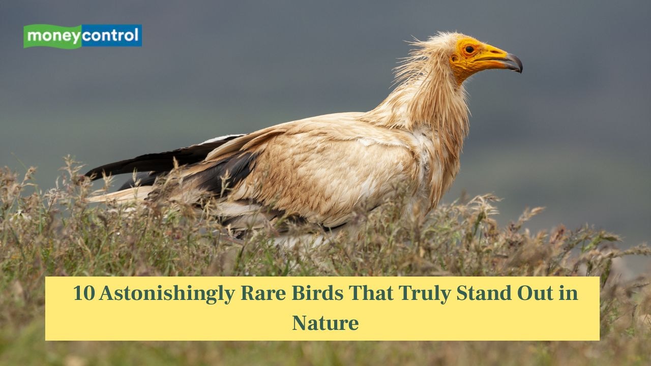 10 rare birds that truly stand out in nature | Moneycontrol News