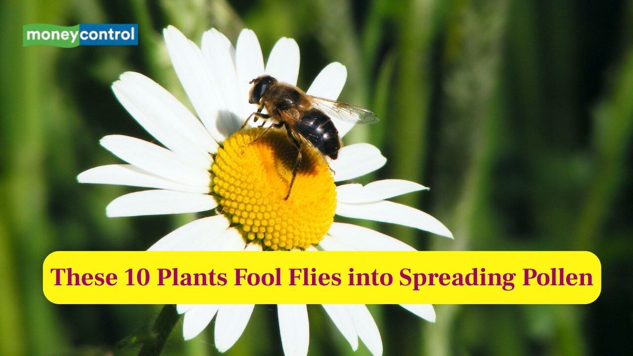 These 10 Plants Fool Flies into Spreading Pollen | Moneycontrol News