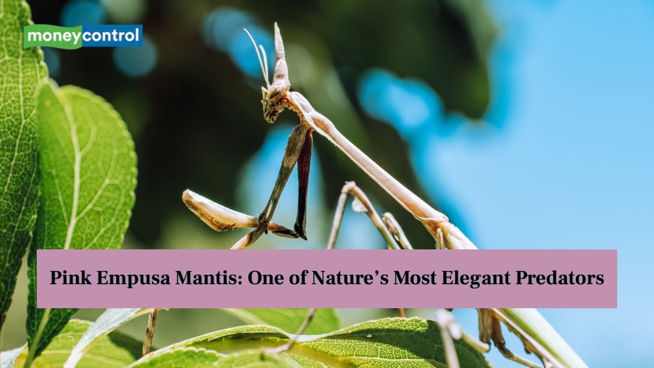 Pink Empusa Mantis: One of Nature’s Most Elegant Predators ...