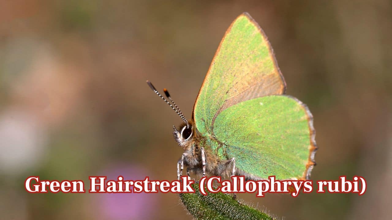 Nature’s Emerald Wings: 7 most beautiful green butterflies in the World ...