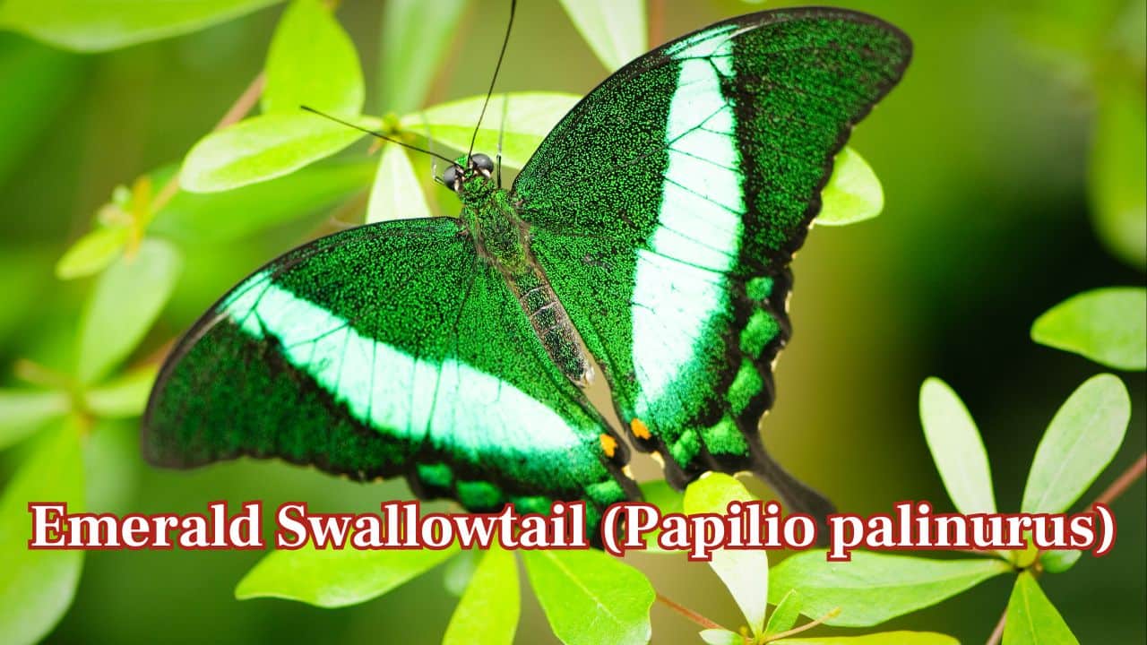 Nature’s Emerald Wings: 7 most beautiful green butterflies in the World ...