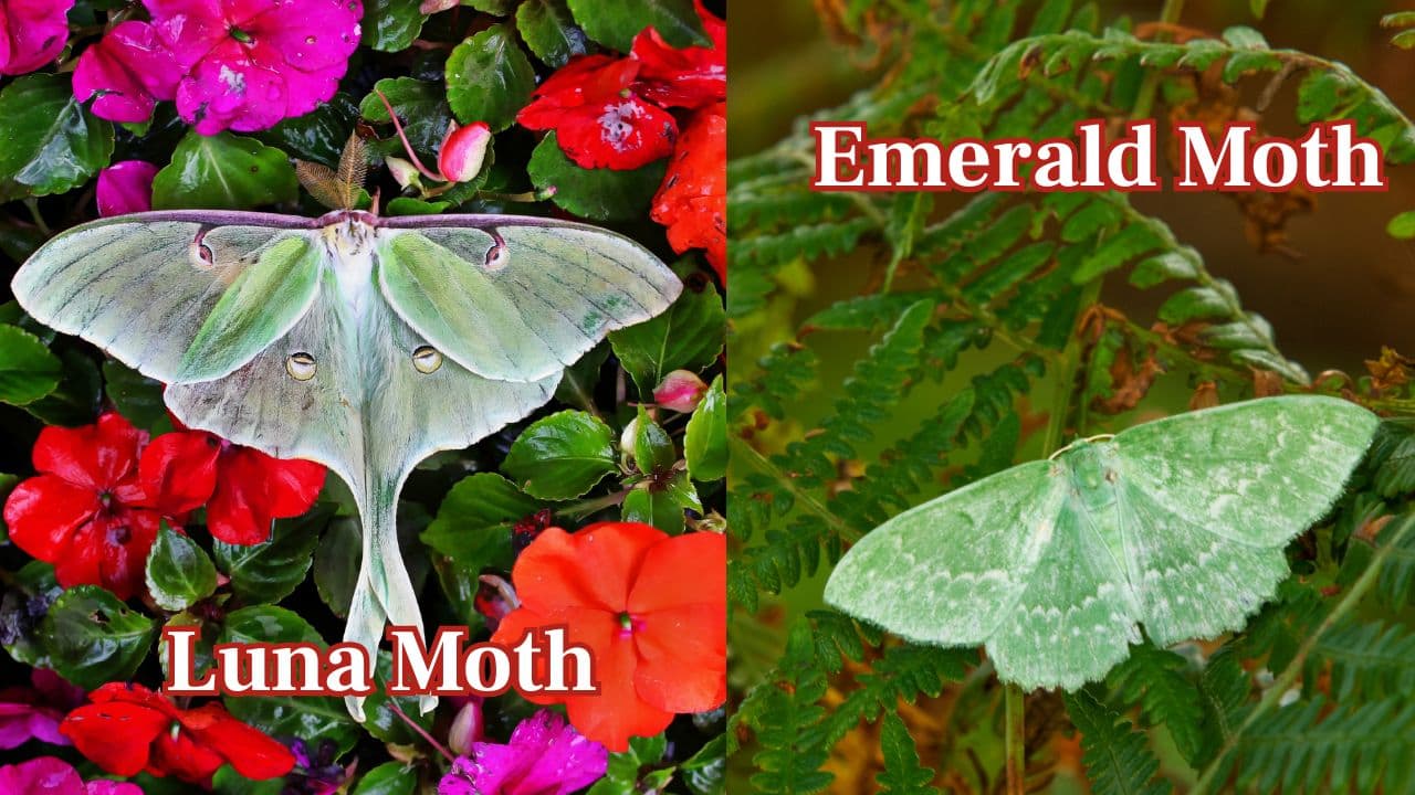 Nature’s Emerald Wings: 7 most beautiful green butterflies in the World
