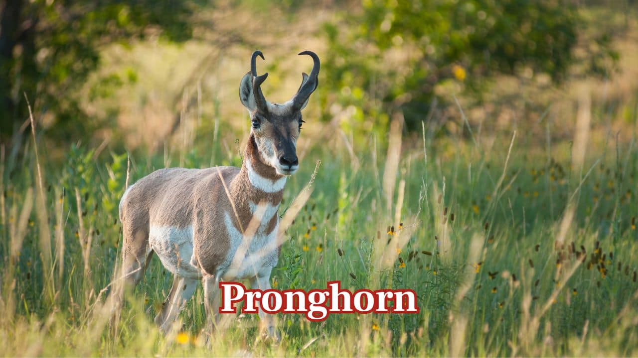 Nature’s speed champions: 10 fastest animals on Earth