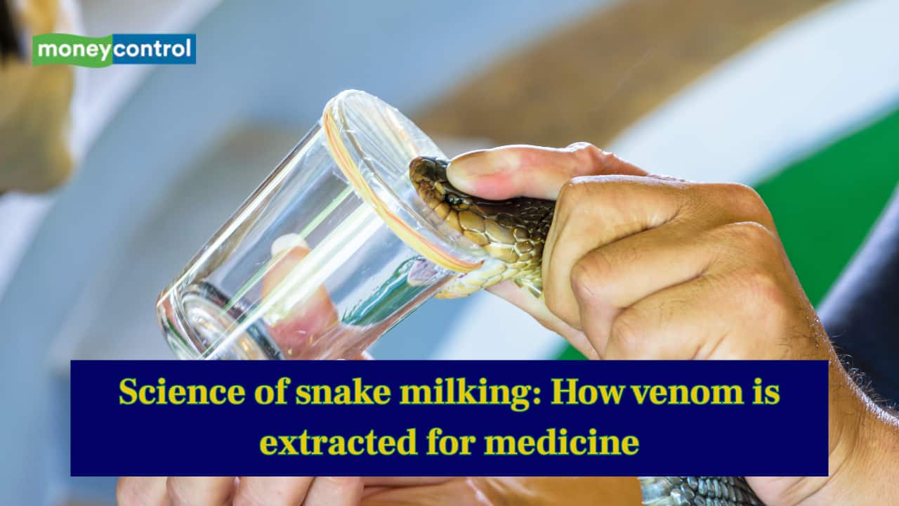 Black Mamba Venom Extraction Milking Snakes
