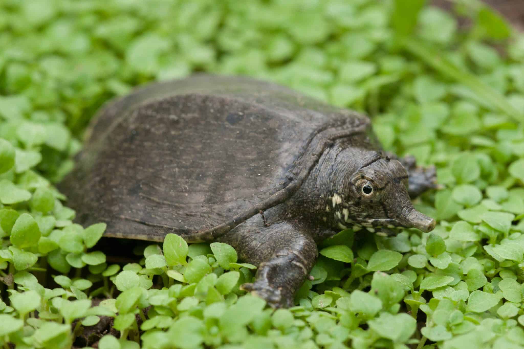 Tiny survivors: The daring life of River Turtles