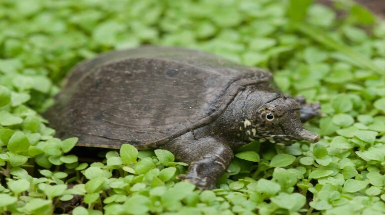 Tiny survivors: The daring life of River Turtles