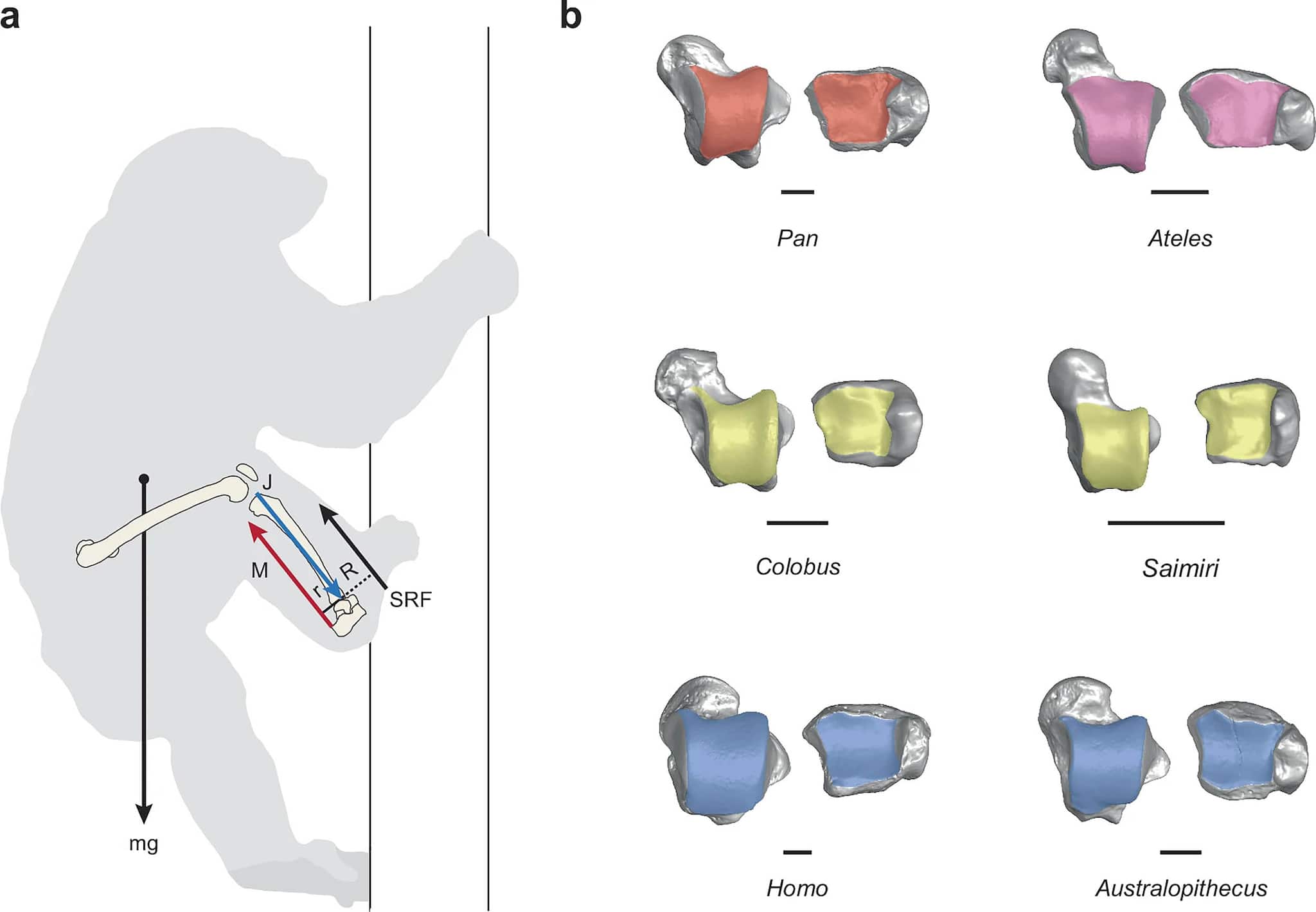 4.4-Million-year-old ankle sheds light on human evolution- Here is what ...