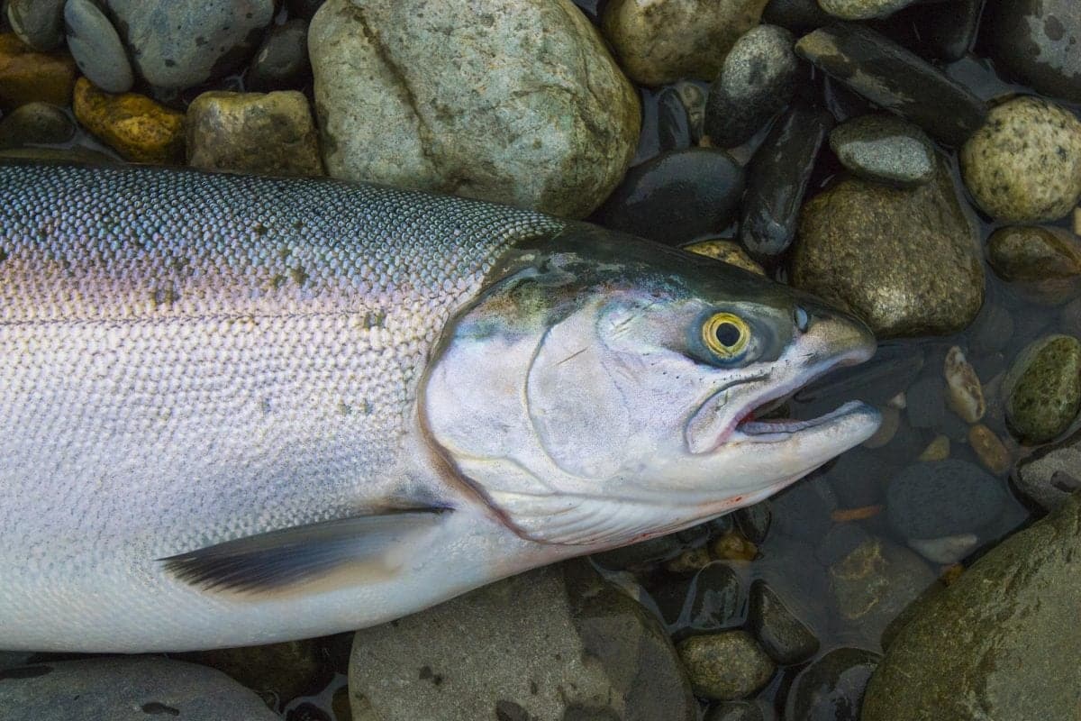 Scientists discover ancient arctic salmon fossil, rewriting history of ...