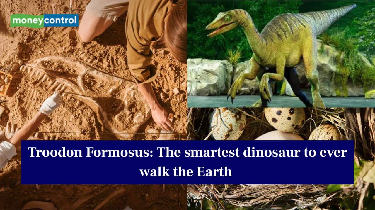 All you need to know about Troodon Formosus: The smartest dinosaur to ...