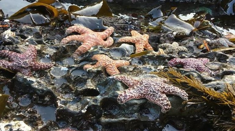 Oregon’s iconic Sea stars make a fragile comeback after years of decline