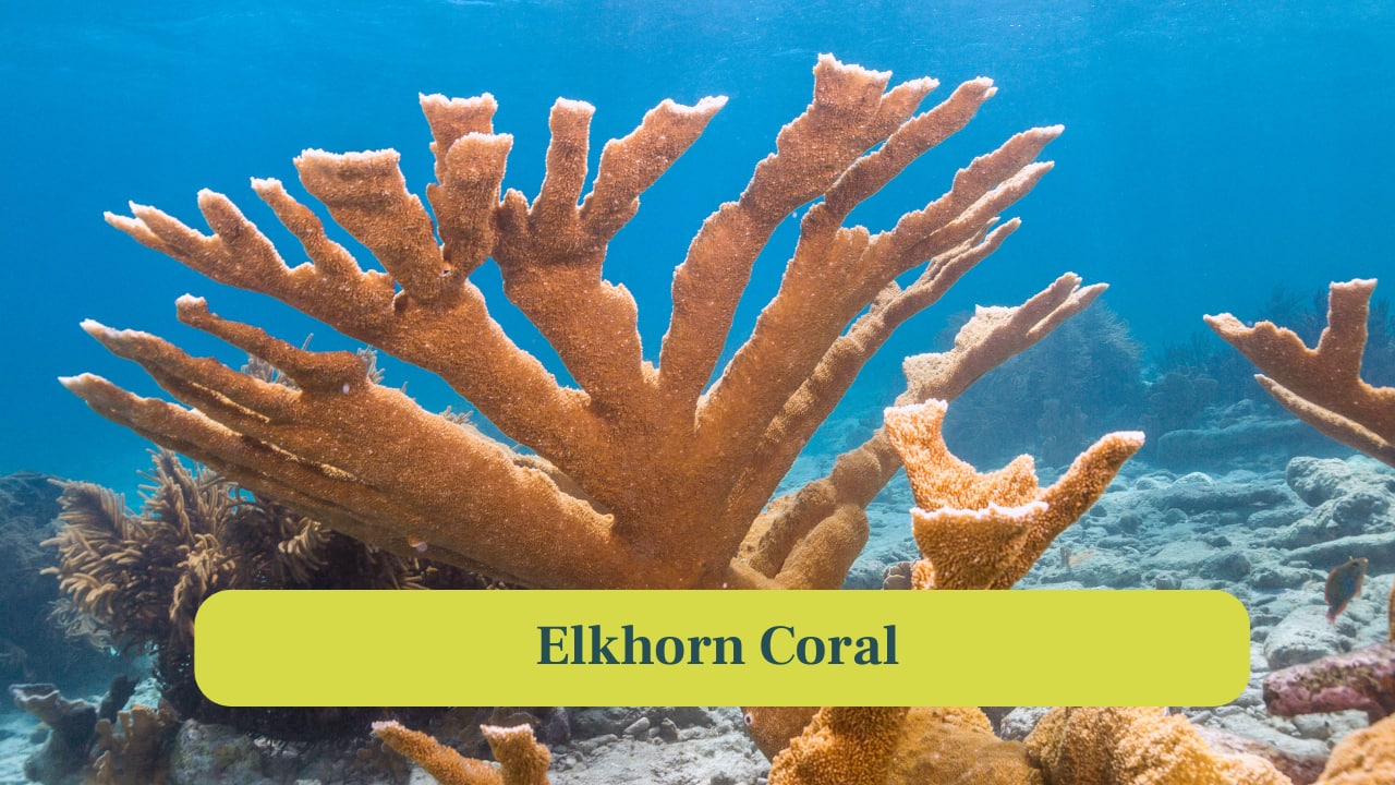 Island icons: 8 critically endangered animals of Puerto Rico ...