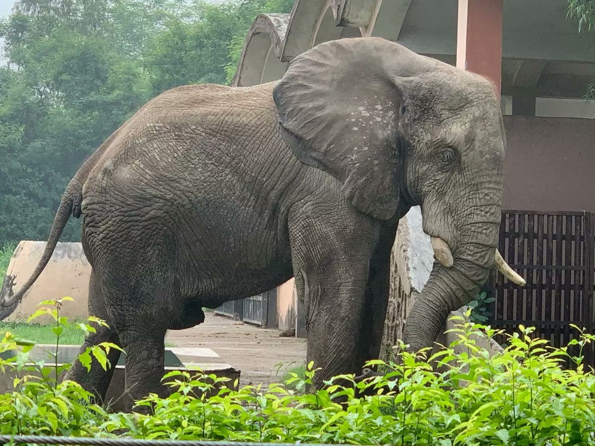 Delhi zoo's African elephant died of viral infection that affected its ...