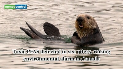 Sea Otters | Latest & Breaking News on Sea Otters | Photos, Videos ...