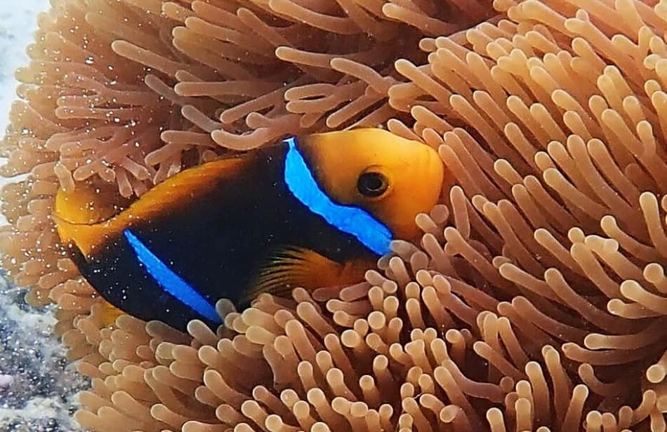 French Polynesia reveals unique orange-tailed clownfish species
