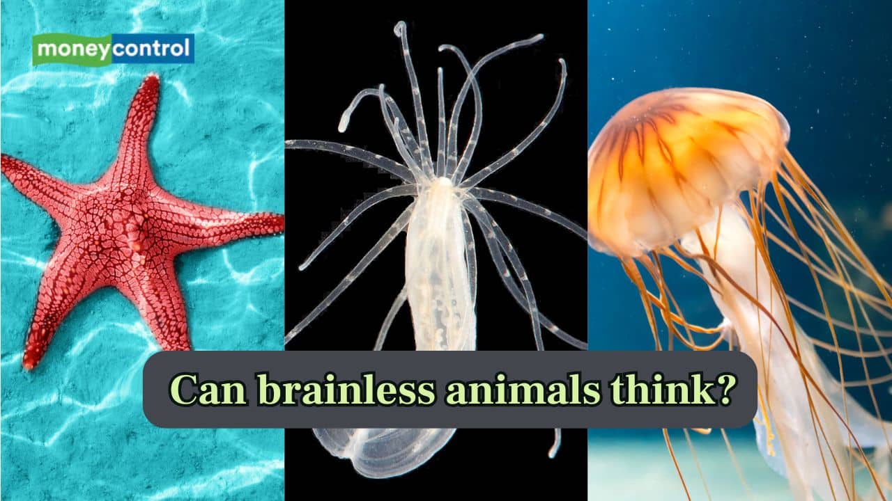 Science behind how “brainless” animals think and learn