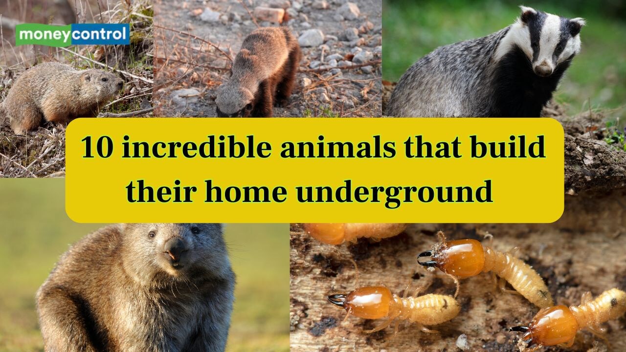 10 incredible animals that build their home underground | Moneycontrol News