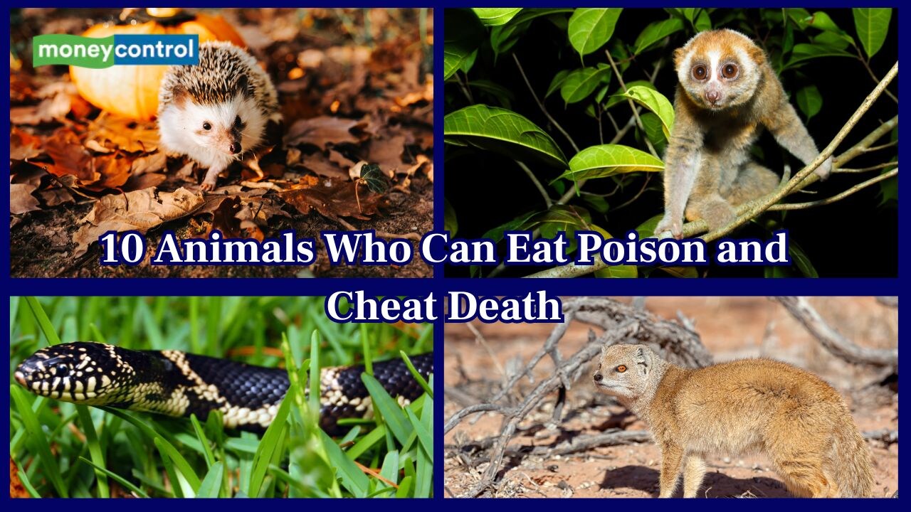 10 Animals who can eat poison and cheat death | Moneycontrol News