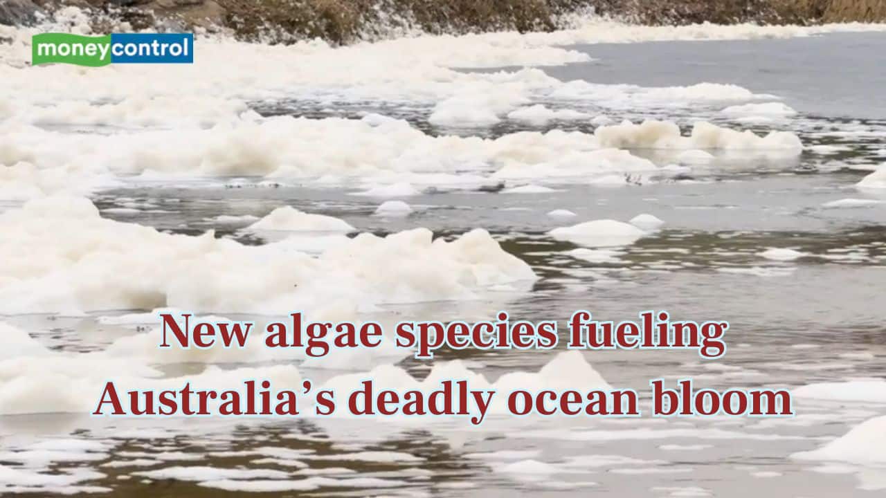 Scientists identified new algae species fueling Australia’s deadly ...