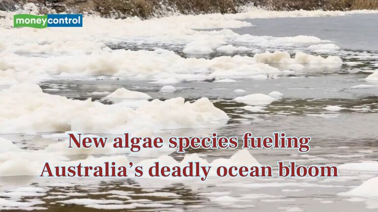 Scientists identified new algae species fueling Australia’s deadly ...