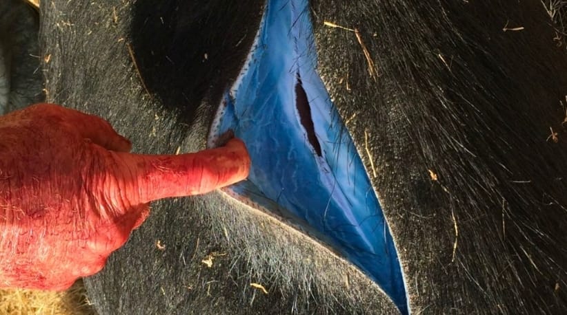 Neon-blue wild pigs highlight dangers of toxic rodent baits in California