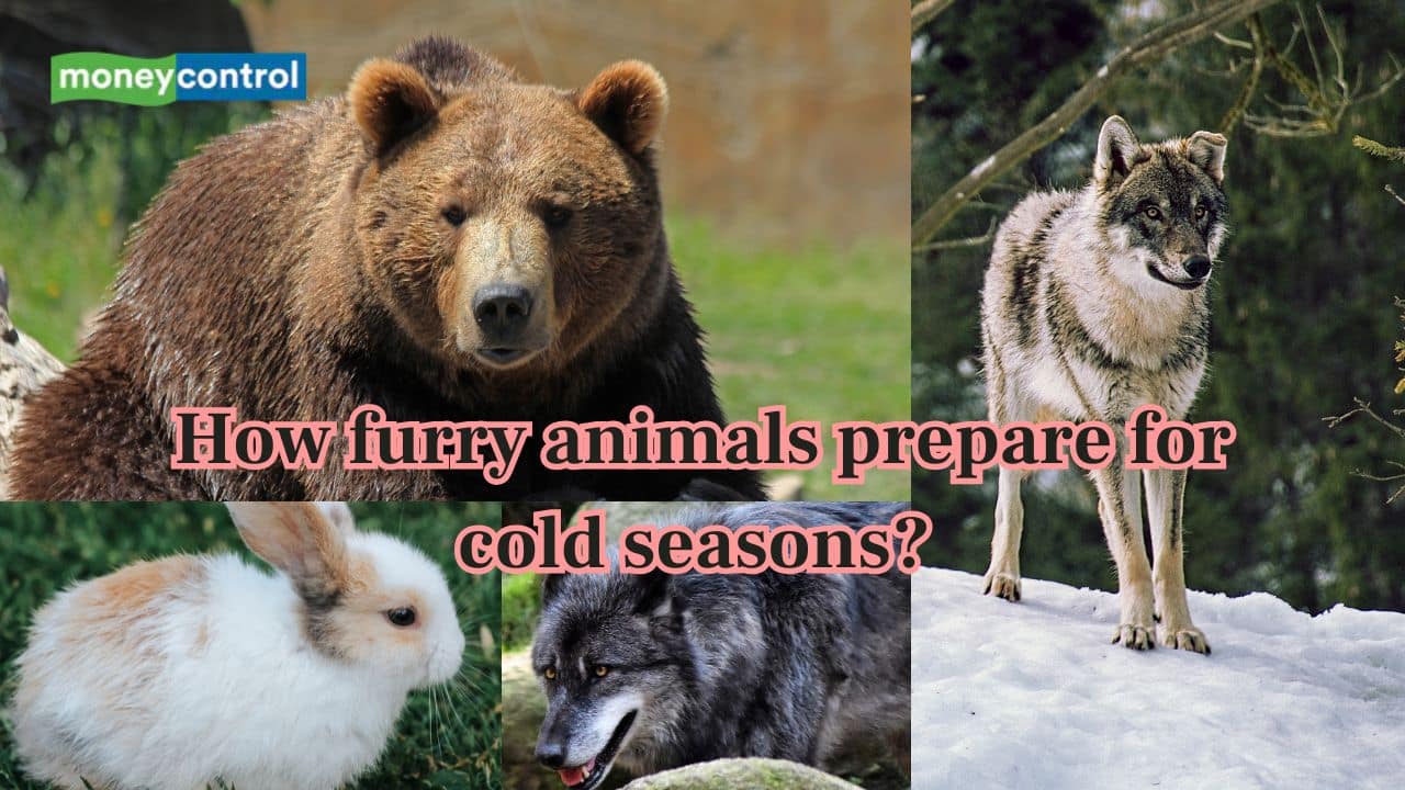 Science behind how furry animals prepare for cold seasons?
