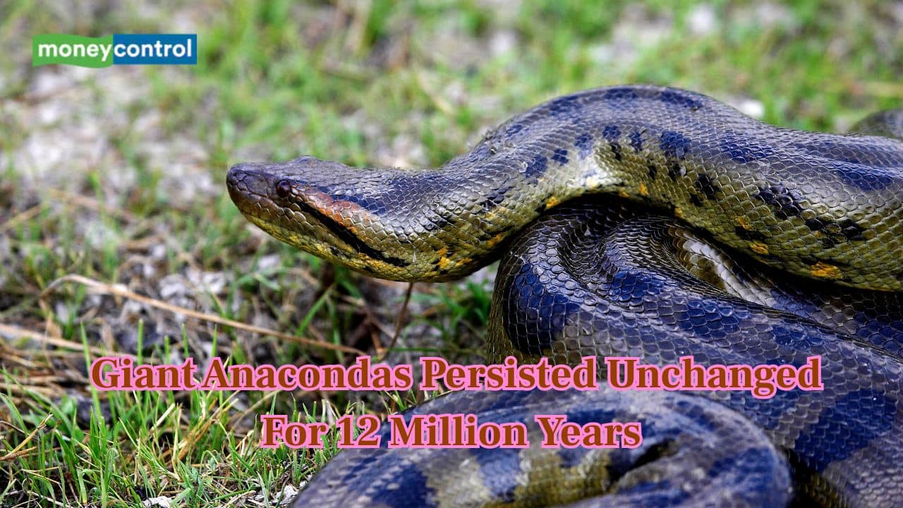 Scientists find Anacondas have stayed giant for 12 million years
