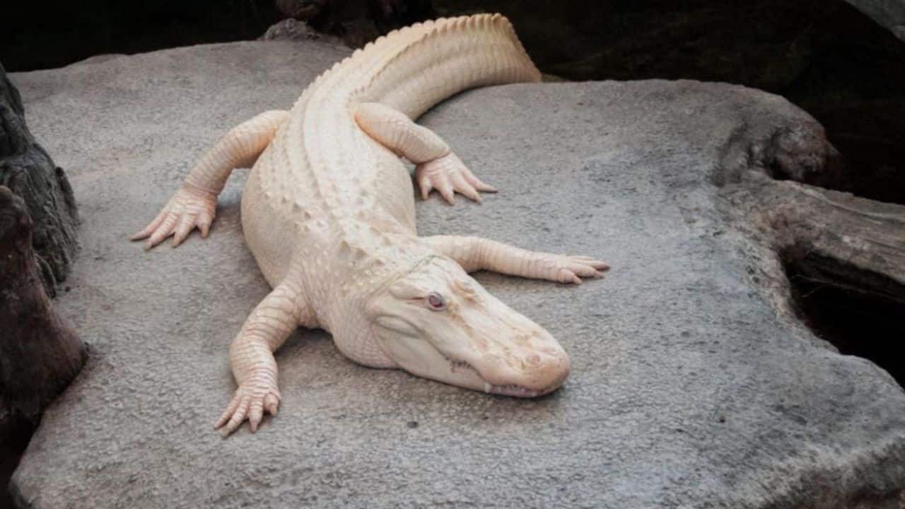 Famous albino alligator 'Claude' passes away at the age of 30 in San ...