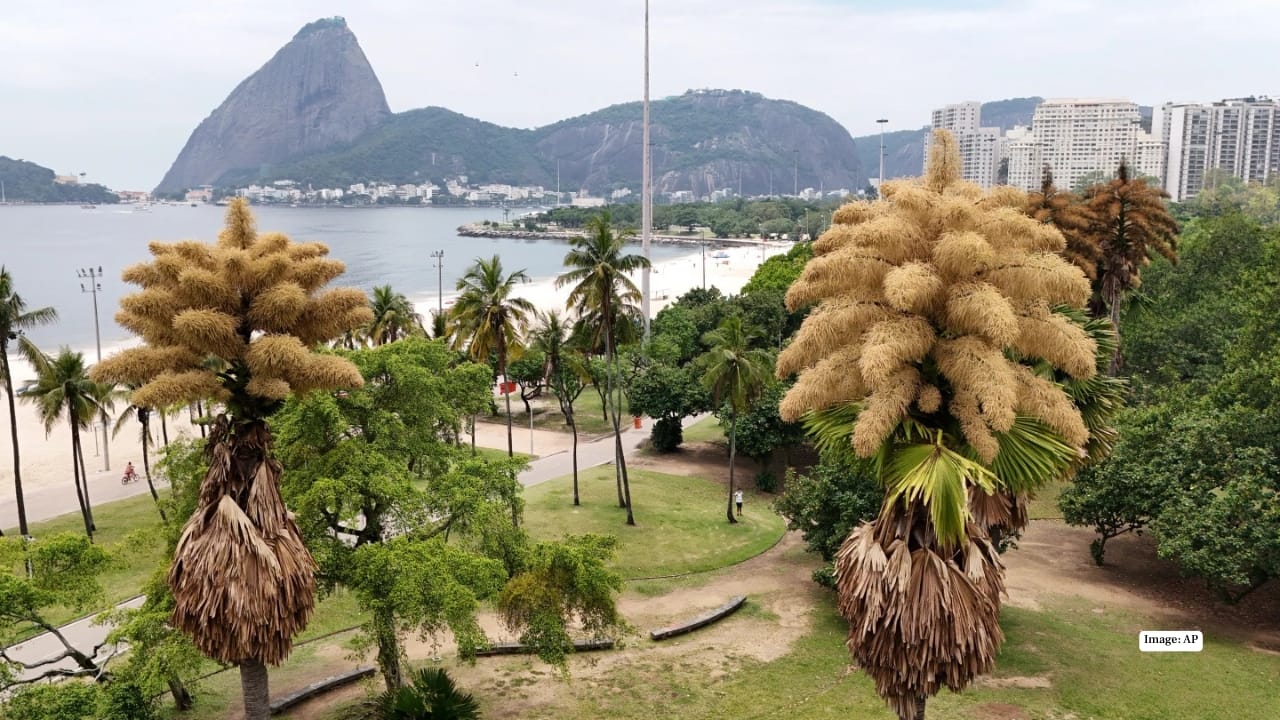 Decades-old palm trees in Rio de Janeiro flower for the first — and ...