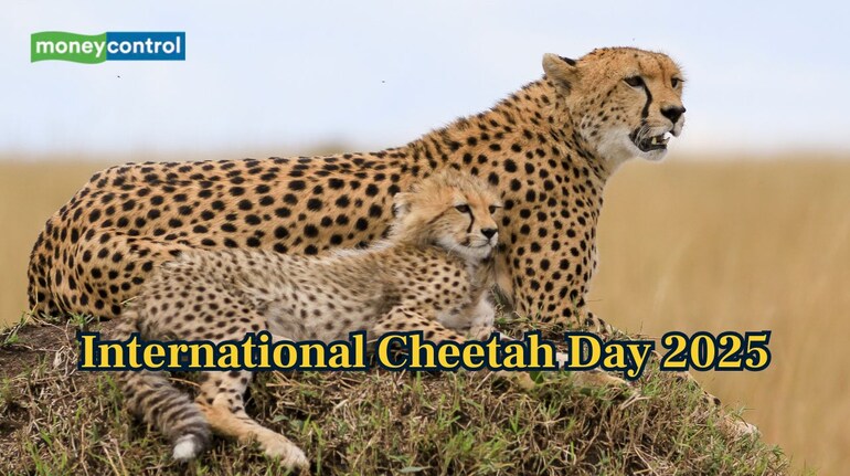 International Cheetah Day 2025: Best places in India to spot one of the ...