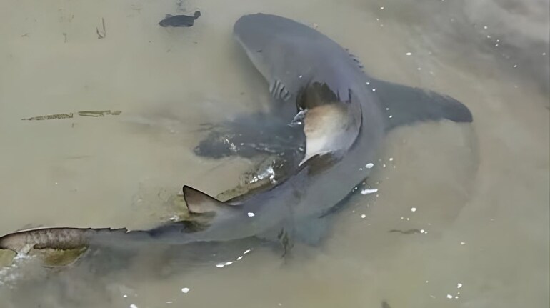Lemon sharks target invasive fish after heavy rainfall in Fernando de ...