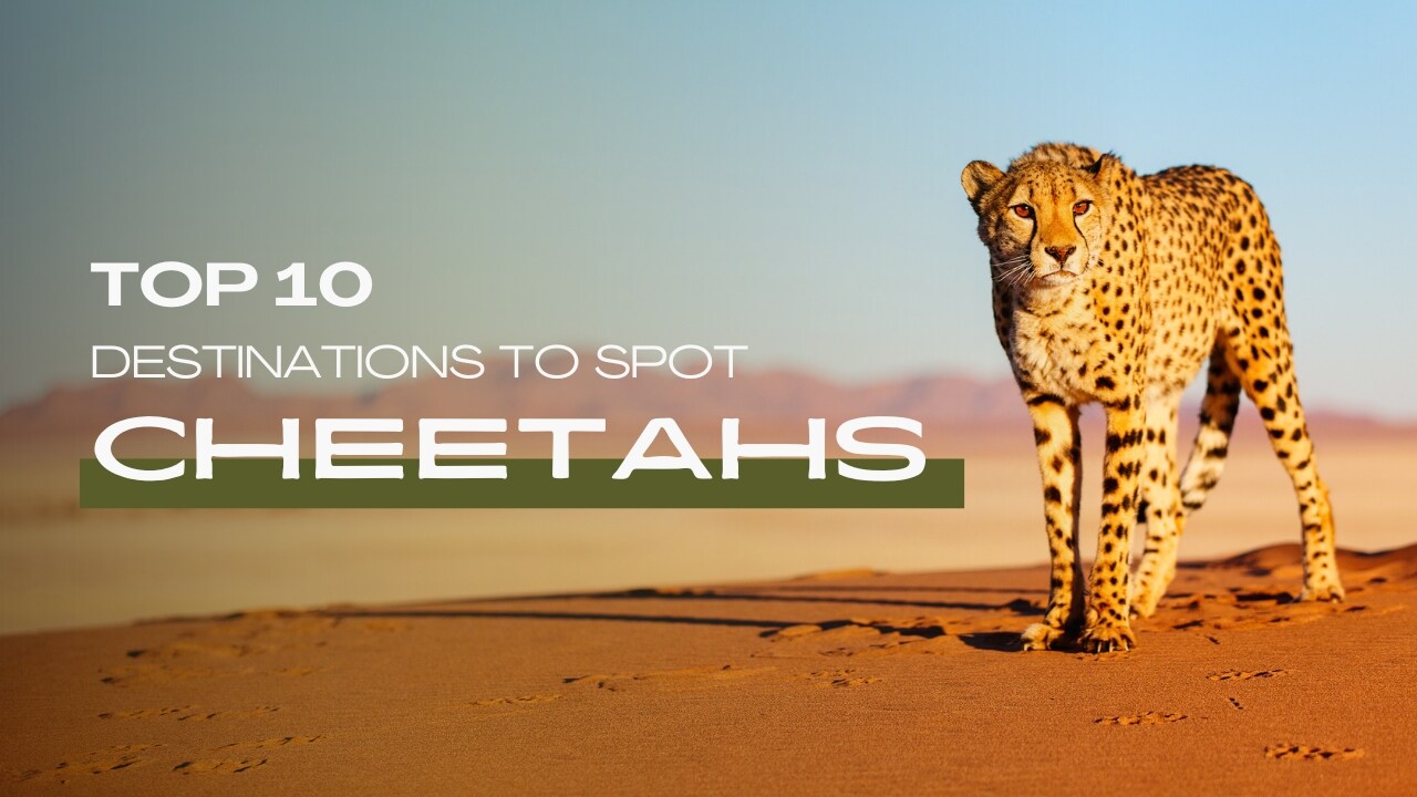 International Cheetah Day 2025: 10 epic destinations to see cheetahs ...