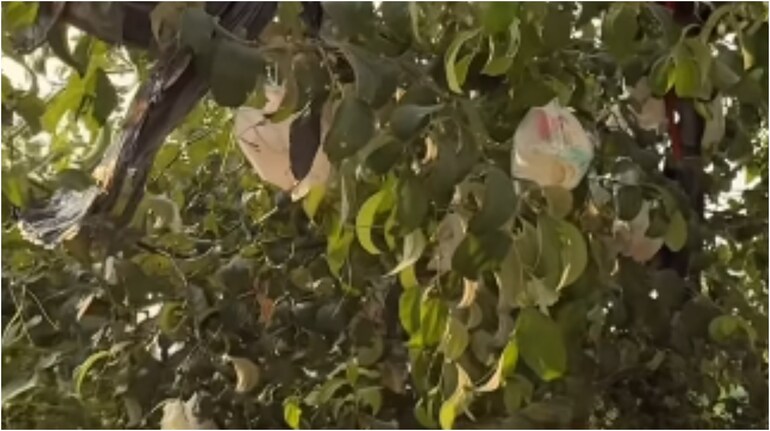 Video of 'diaper tree' outside Varanasi house triggers debate on civic ...