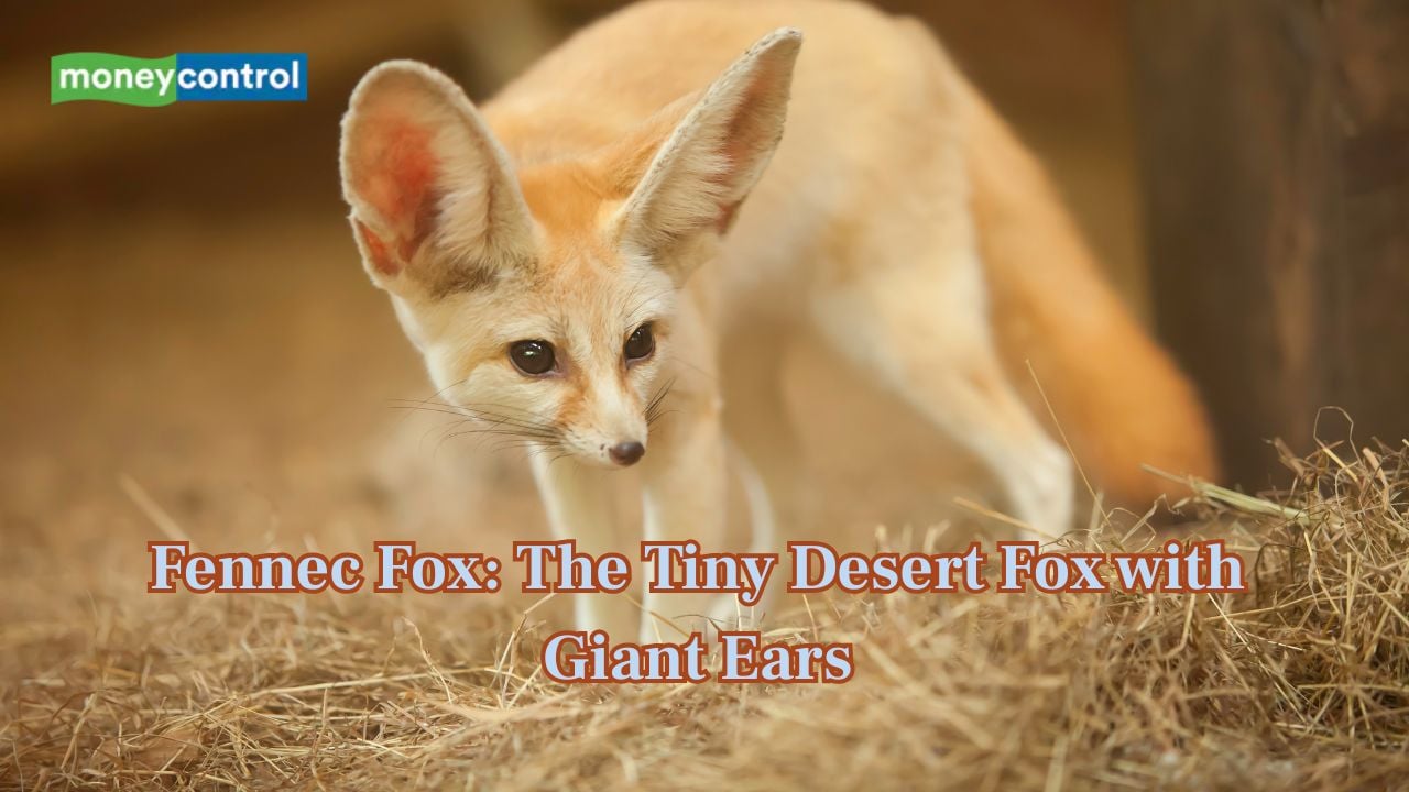 Fennec Fox: The Tiny Desert Fox with Giant Ears | Moneycontrol News
