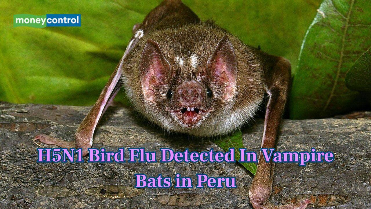 H5N1 bird flu detected in vampire bats feeding on coastal wildlife of Peru