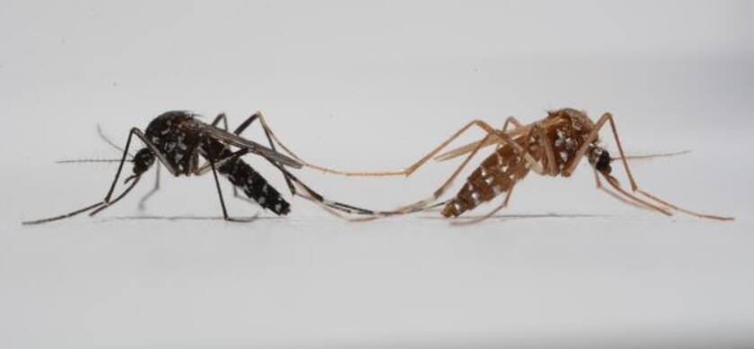 20 seconds to bite: Scientists outsmart killer mosquitoes with gene editing