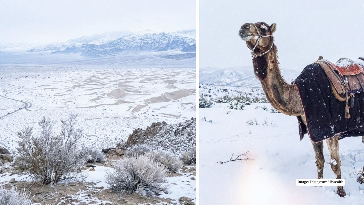 Saudi Arabia sees first snowfall in 30 years as desert landscapes turn ...