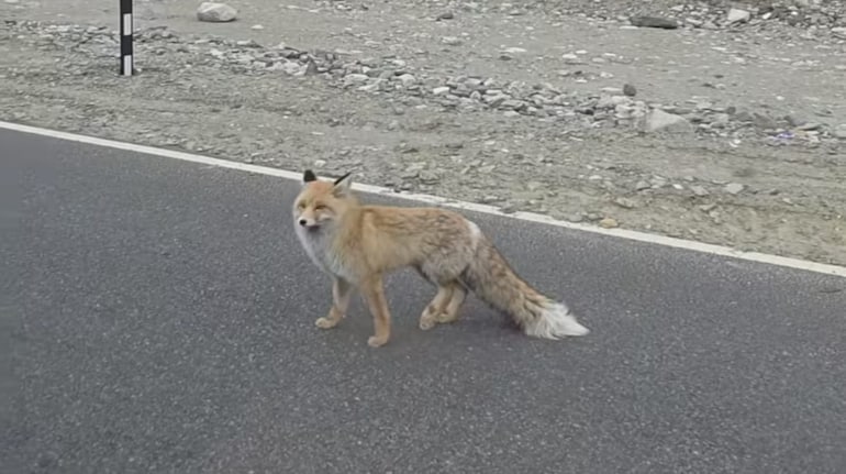 Rare Red Fox near Pangong Tso captivates tourists, viral video triggers ...