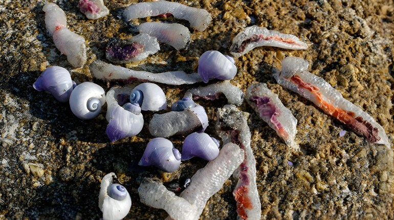 From Deep Sea to Shore: A rare purple sea snail shell washed up on a ...