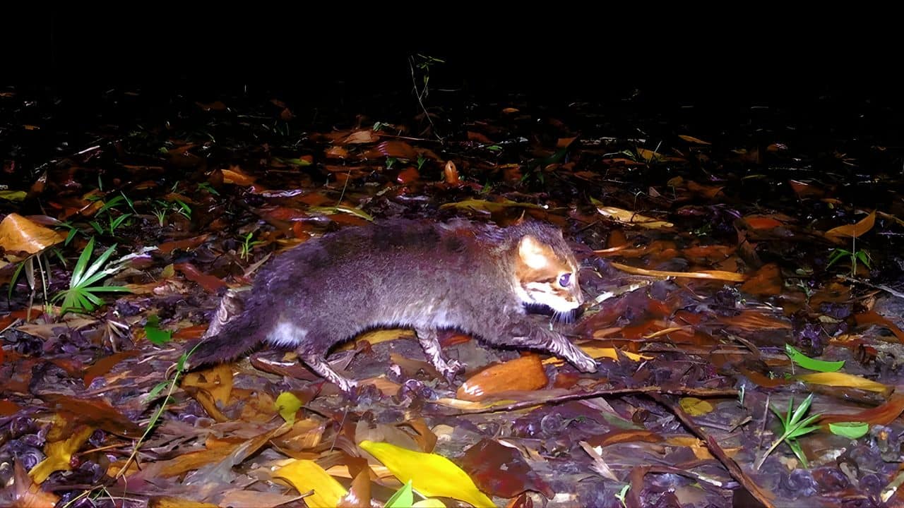 A "rare flat-headed cat" rediscovered in Thailand after nearly 30 years