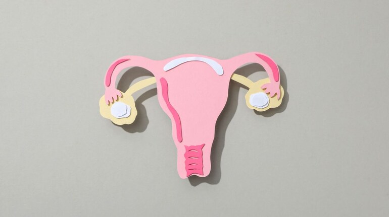 Researchers create womb lining replica to probe early pregnancy loss