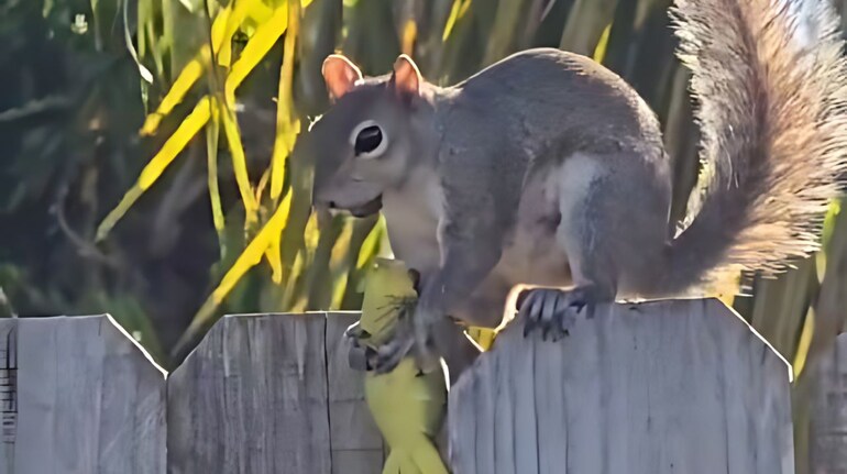 Watch: What are California ground squirrels really eating that shocked ...
